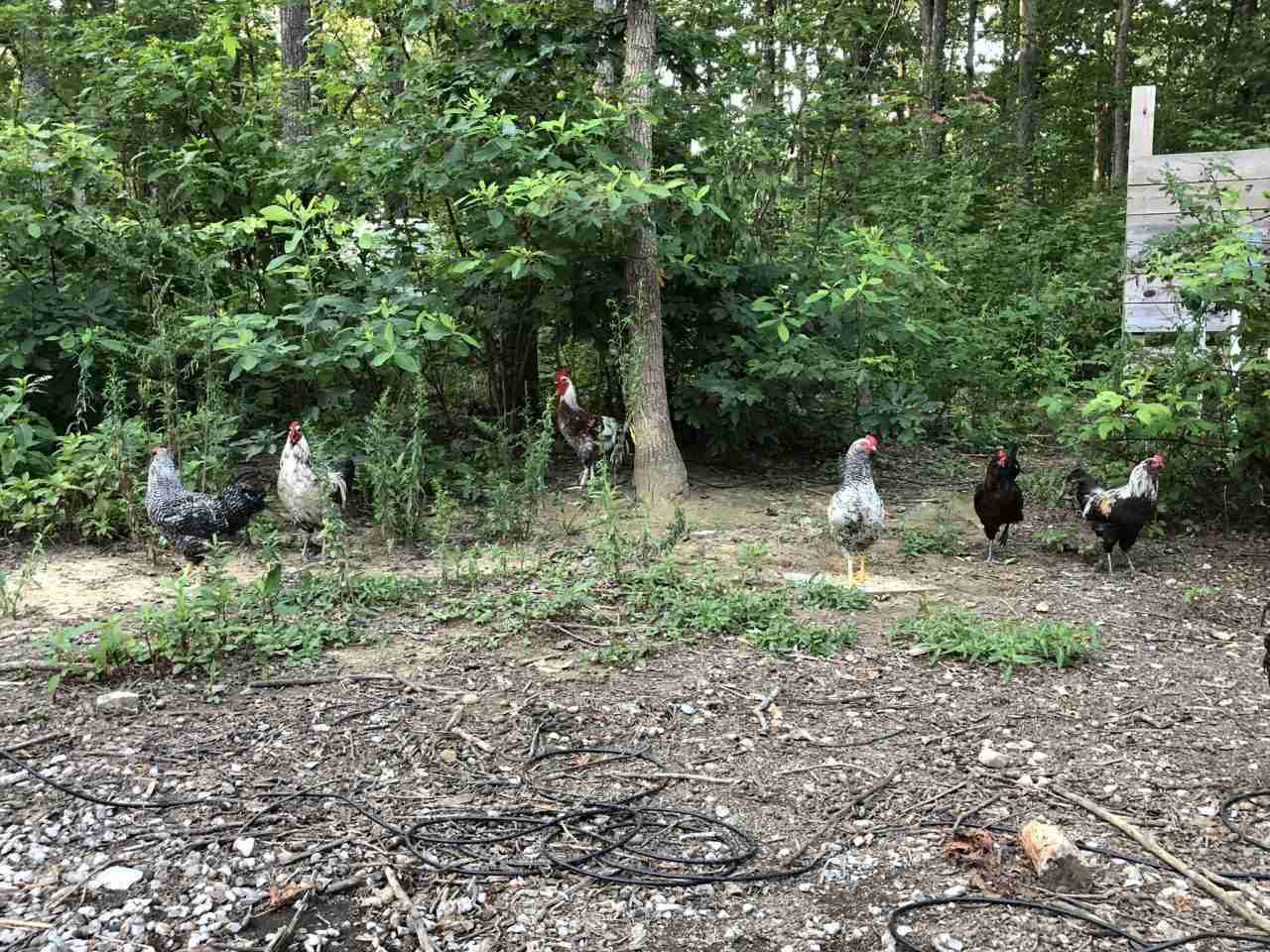 How Loud Are Backyard Chickens? - BackyardChickenNews