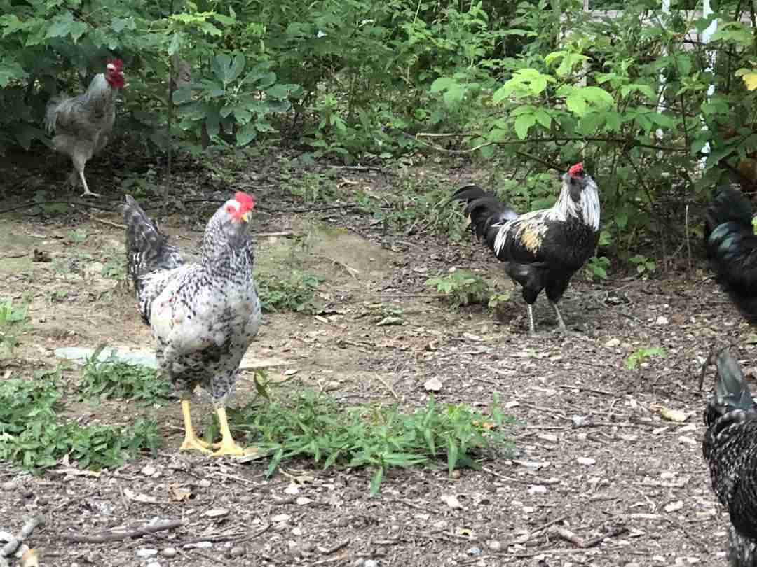 What Is Backyard Poultry? - BackyardChickenNews