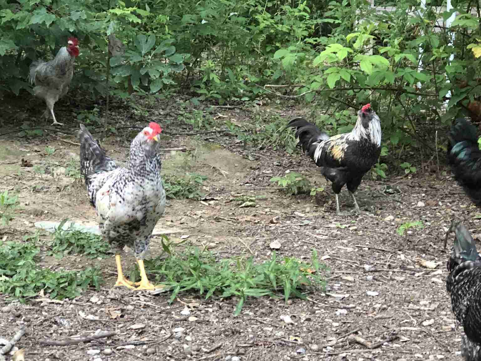 What Is Backyard Poultry? - BackyardChickenNews