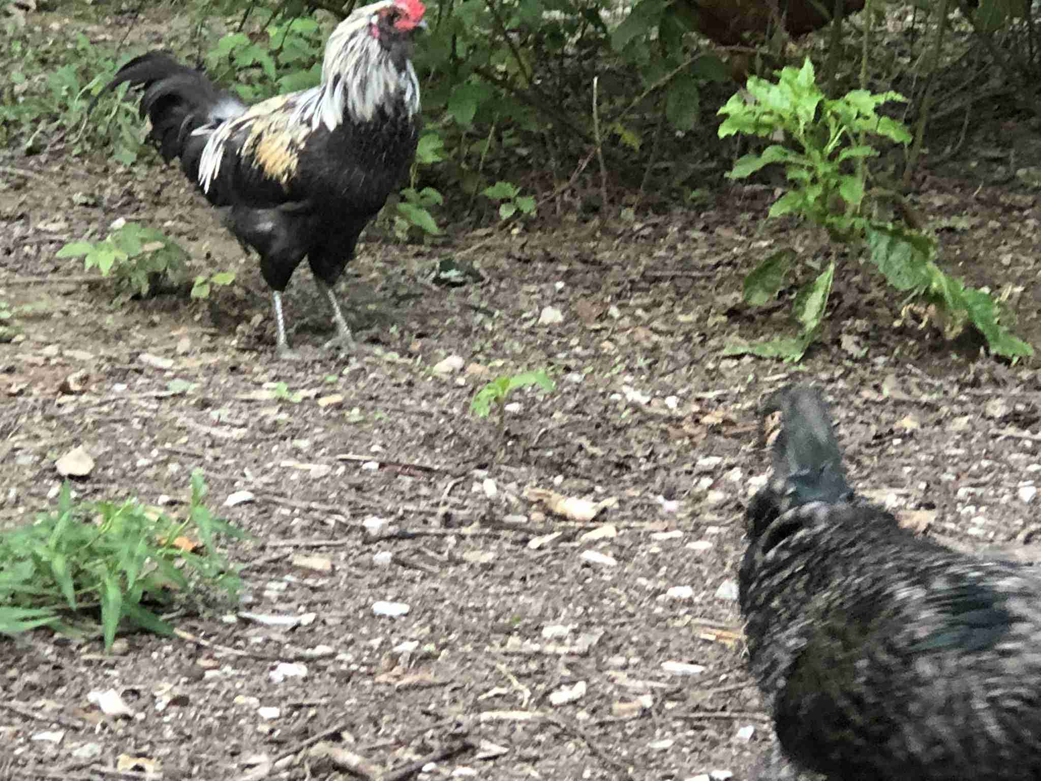 Do Backyard Chickens Make Good Pets? - BackyardChickenNews