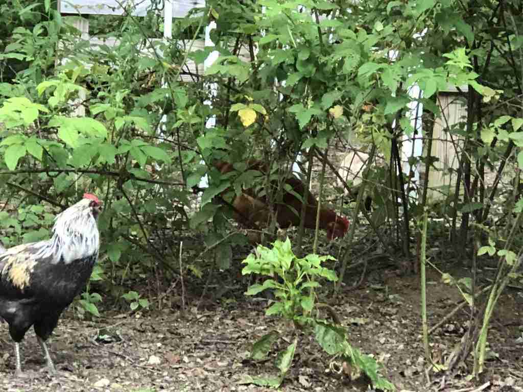 Do Backyard Chickens Smell Bad? - BackyardChickenNews