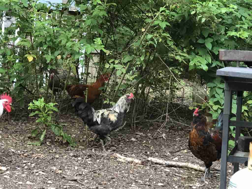 Are Your Backyard Chickens Safe From Predators? - BackyardChickenNews
