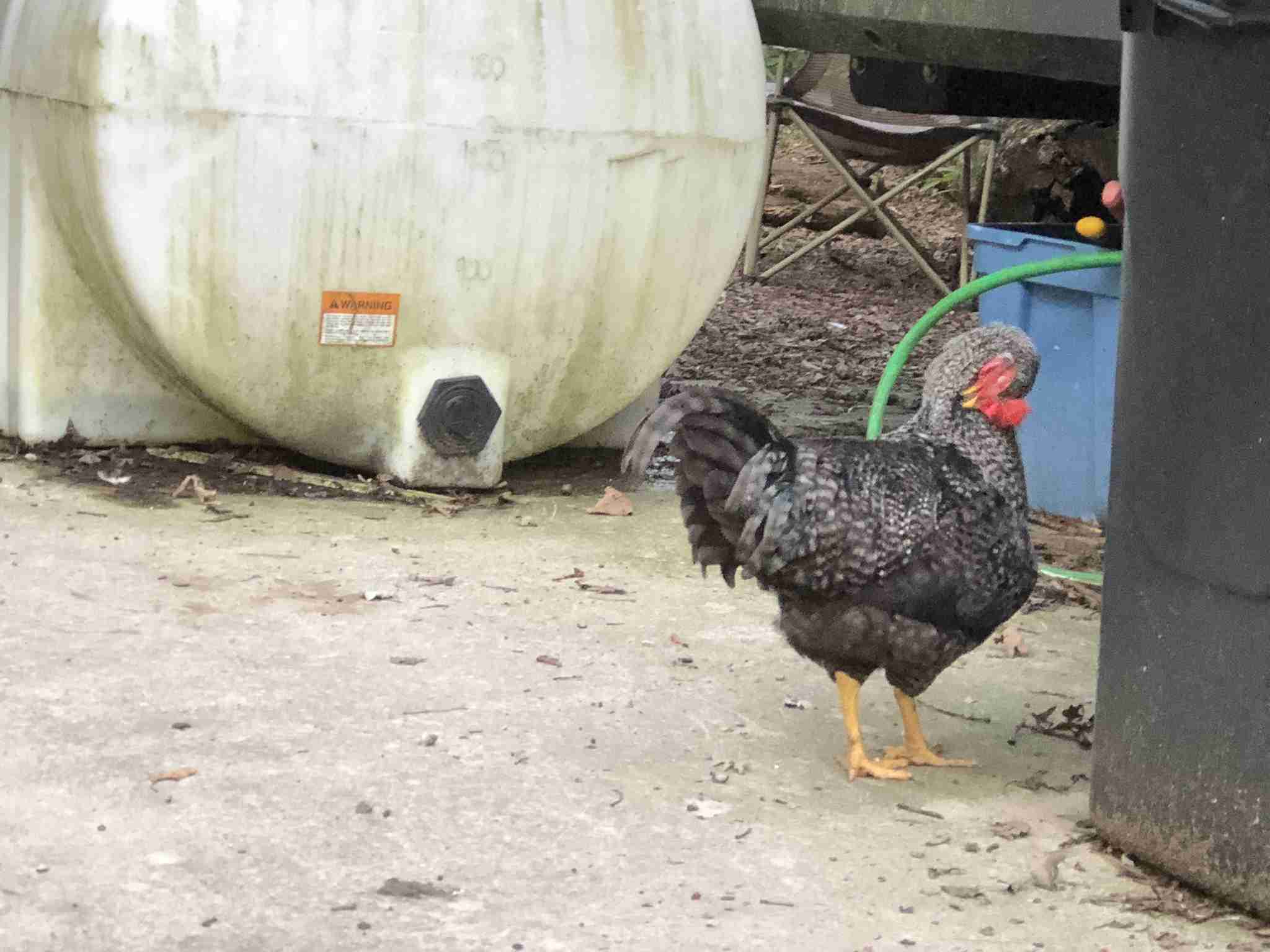 What Are the Effects Of Gapeworms on Chickens? - BackyardChickenNews