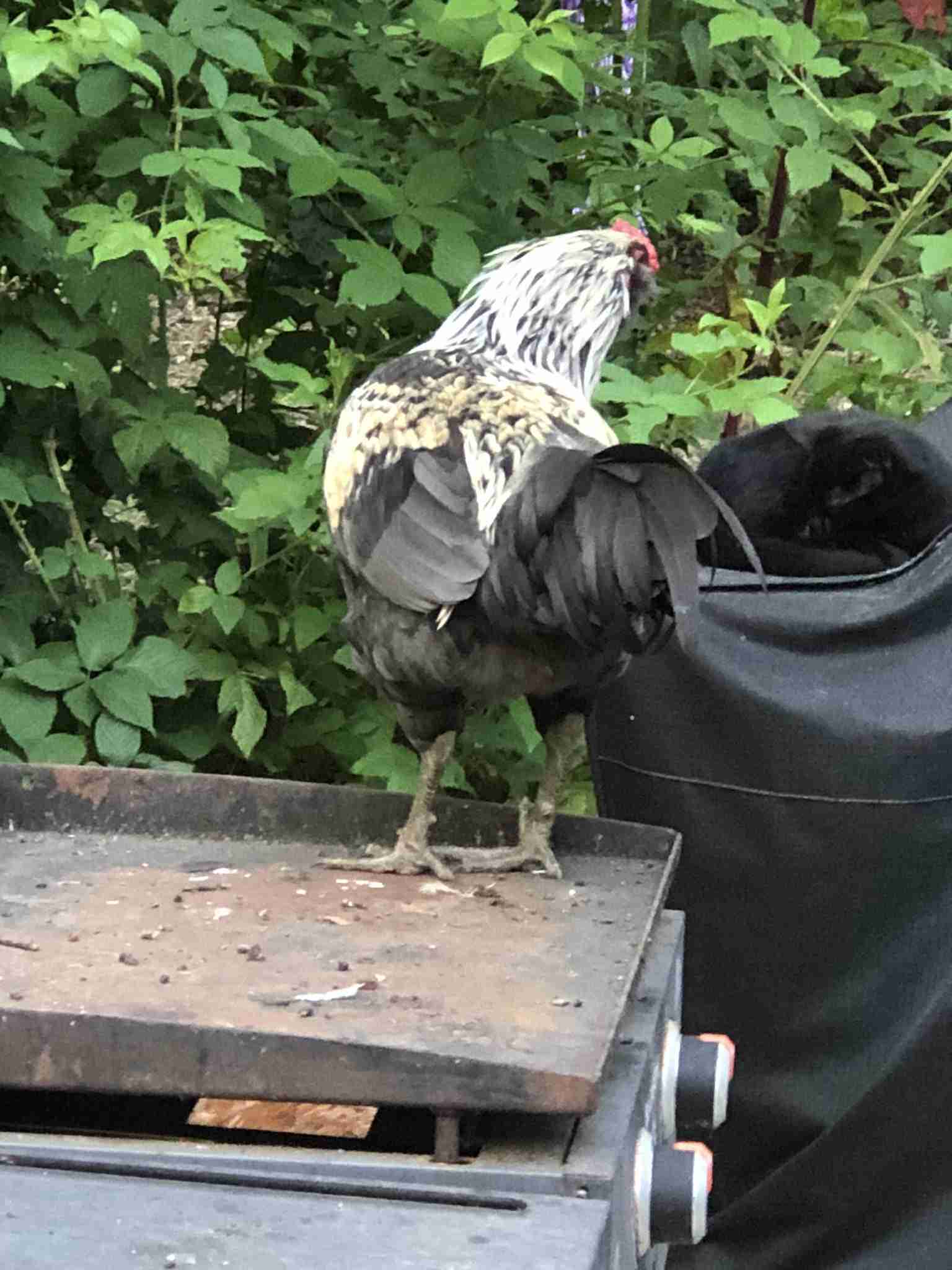 What Benefits Can You Get From Raising Backyard Chickens