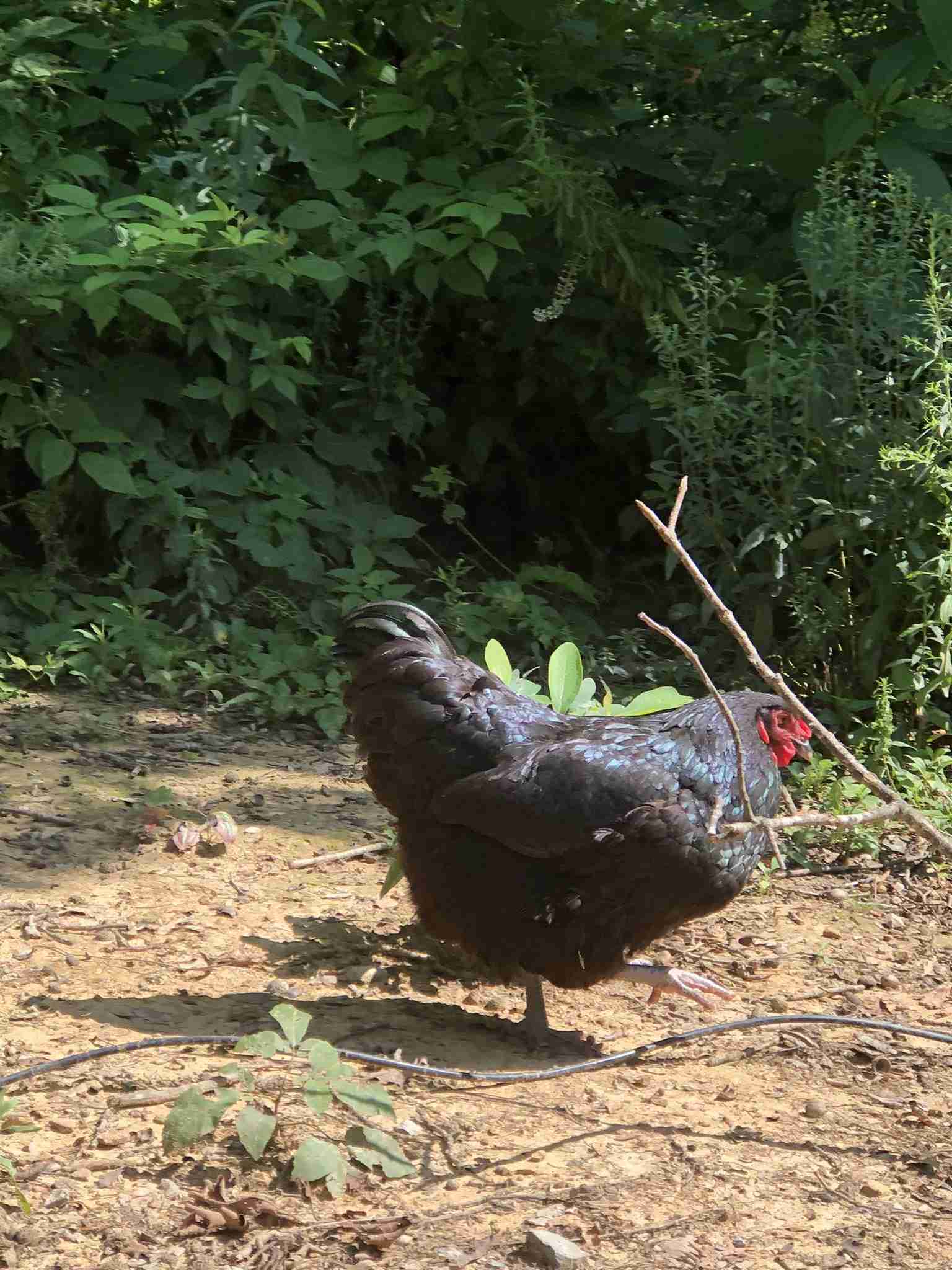 Are You Keeping Your Backyard Chickens Happy? - BackyardChickenNews
