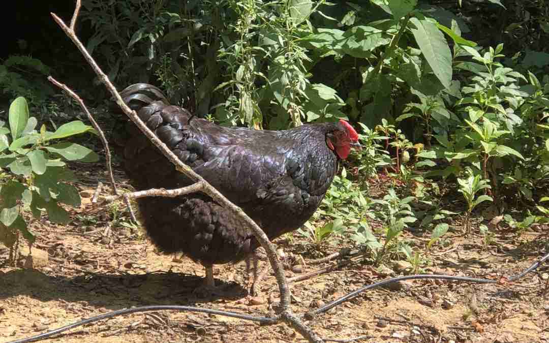 Which Backyard Chickens Are Best For Egg Laying Backyardchickennews