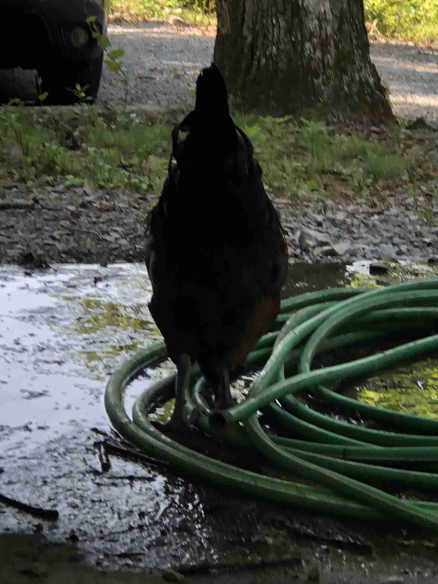 Are Backyard Chickens Really a Bad Idea? - BackyardChickenNews