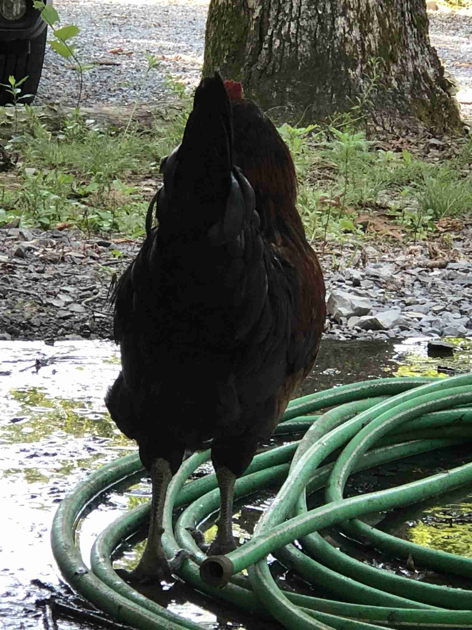What Benefits Can You Get From Raising Backyard Chickens