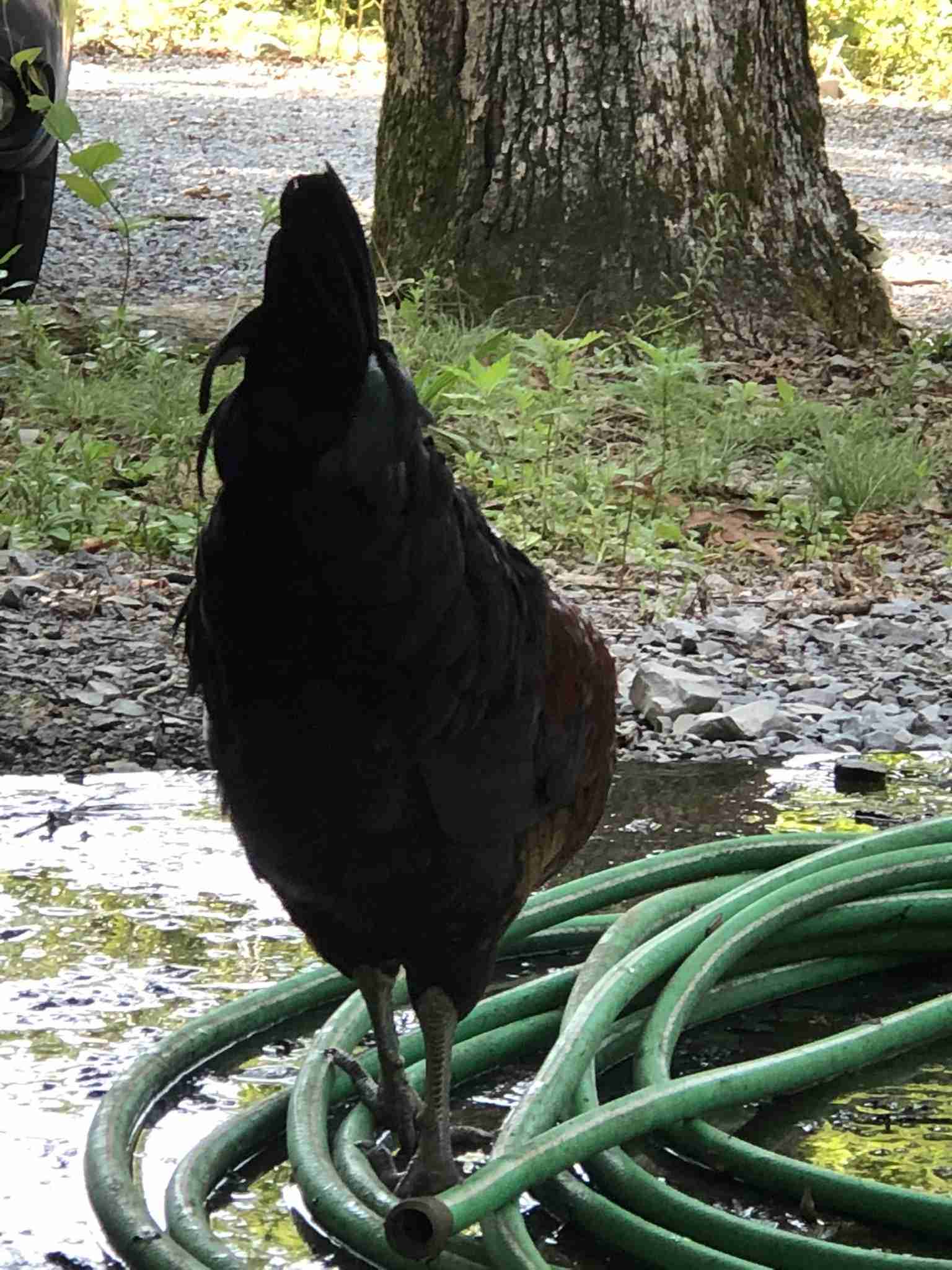 What Are the Effects Of Tapeworms on Chickens? - BackyardChickenNews