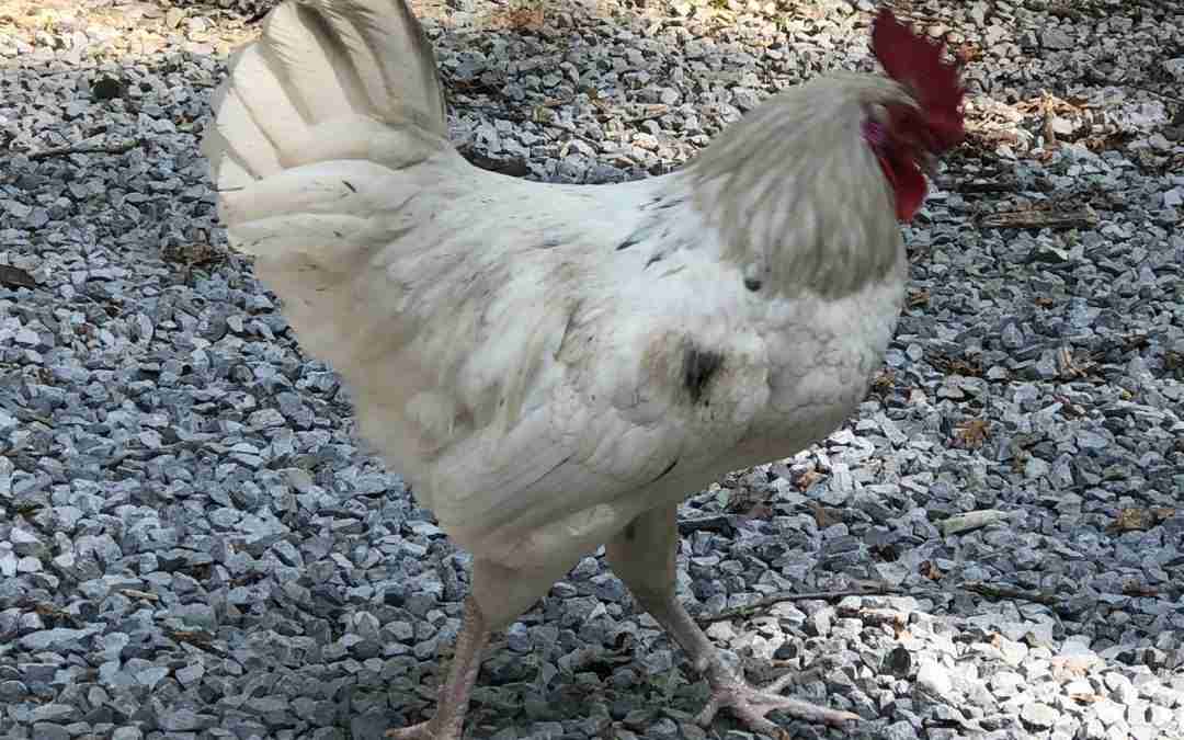 How to Plan Ahead for Your Chickens' Vacation? - BackyardChickenNews