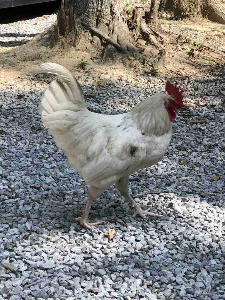 How to Plan Ahead for Your Chickens' Vacation? - BackyardChickenNews
