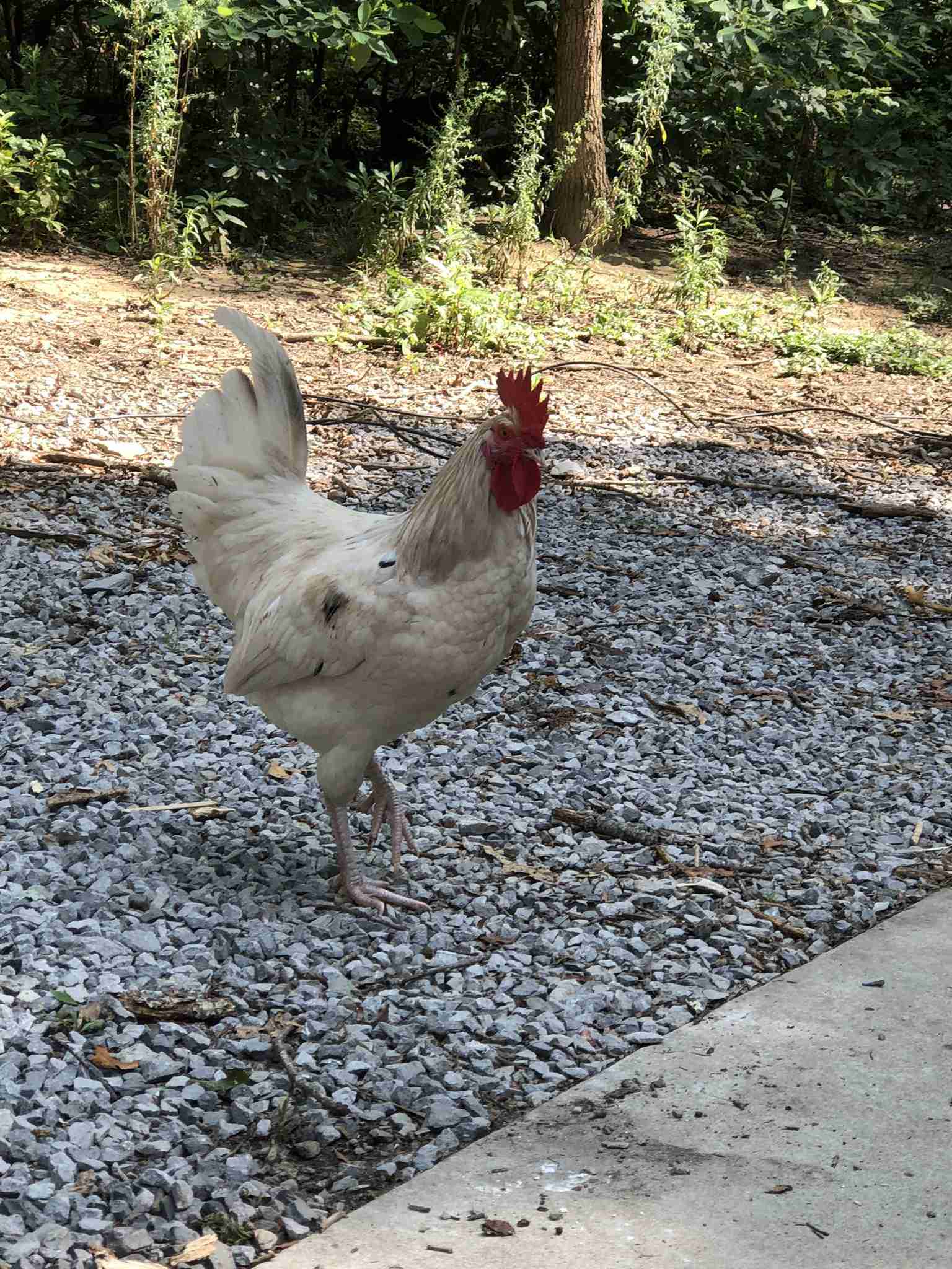 Which Backyard Chickens Are Best For Egg Laying Backyardchickennews