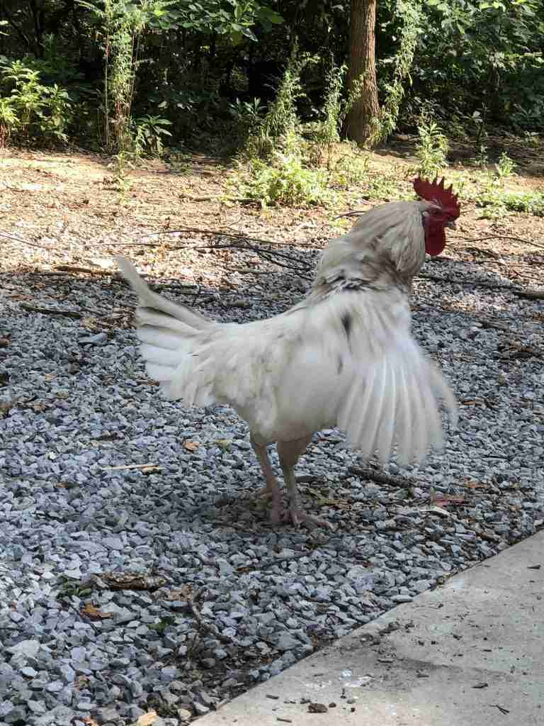 What S The Best Food For Feeding Backyard Chickens Backyardchickennews
