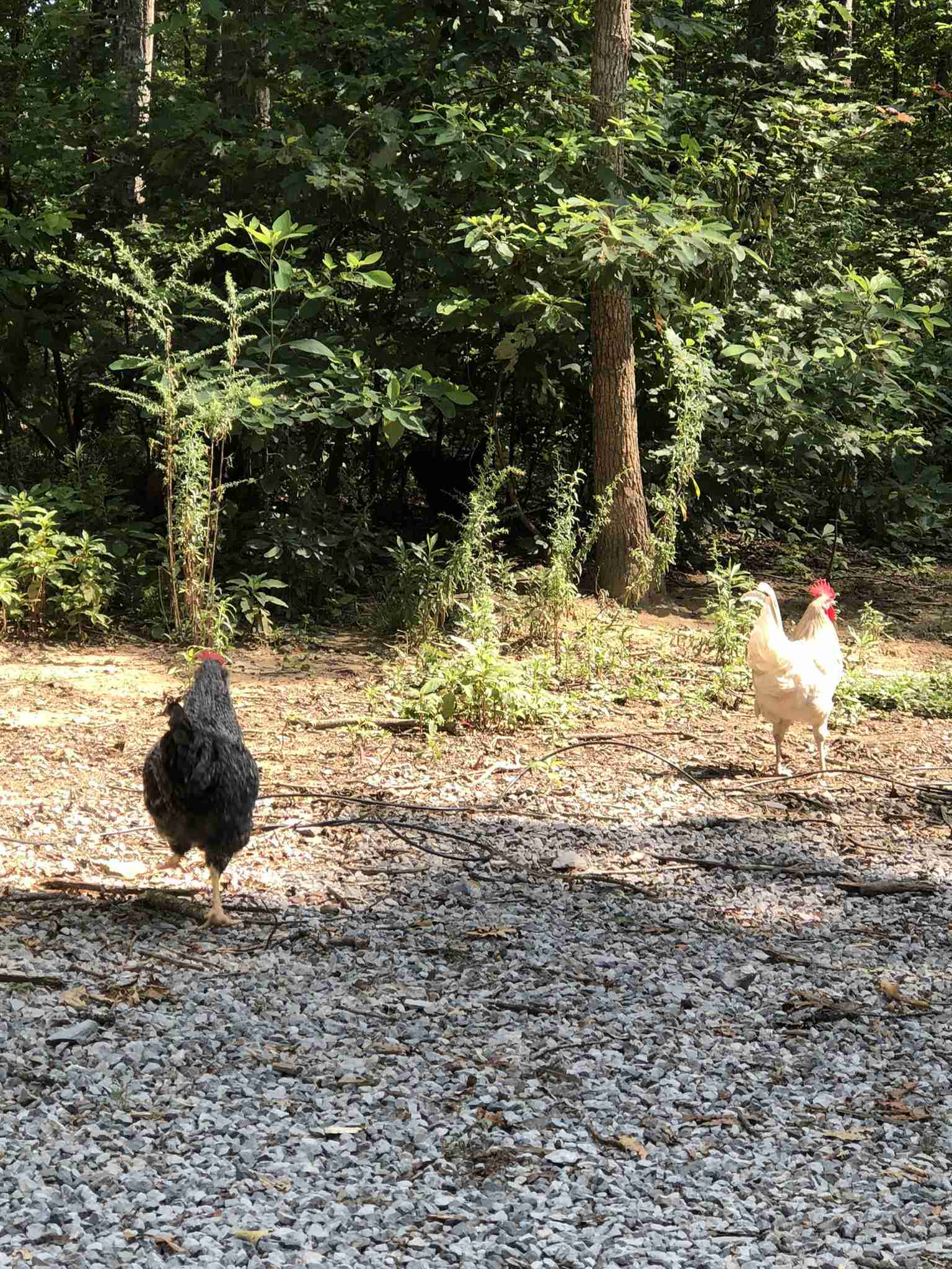 Are You Keeping Your Backyard Chickens Happy? - BackyardChickenNews