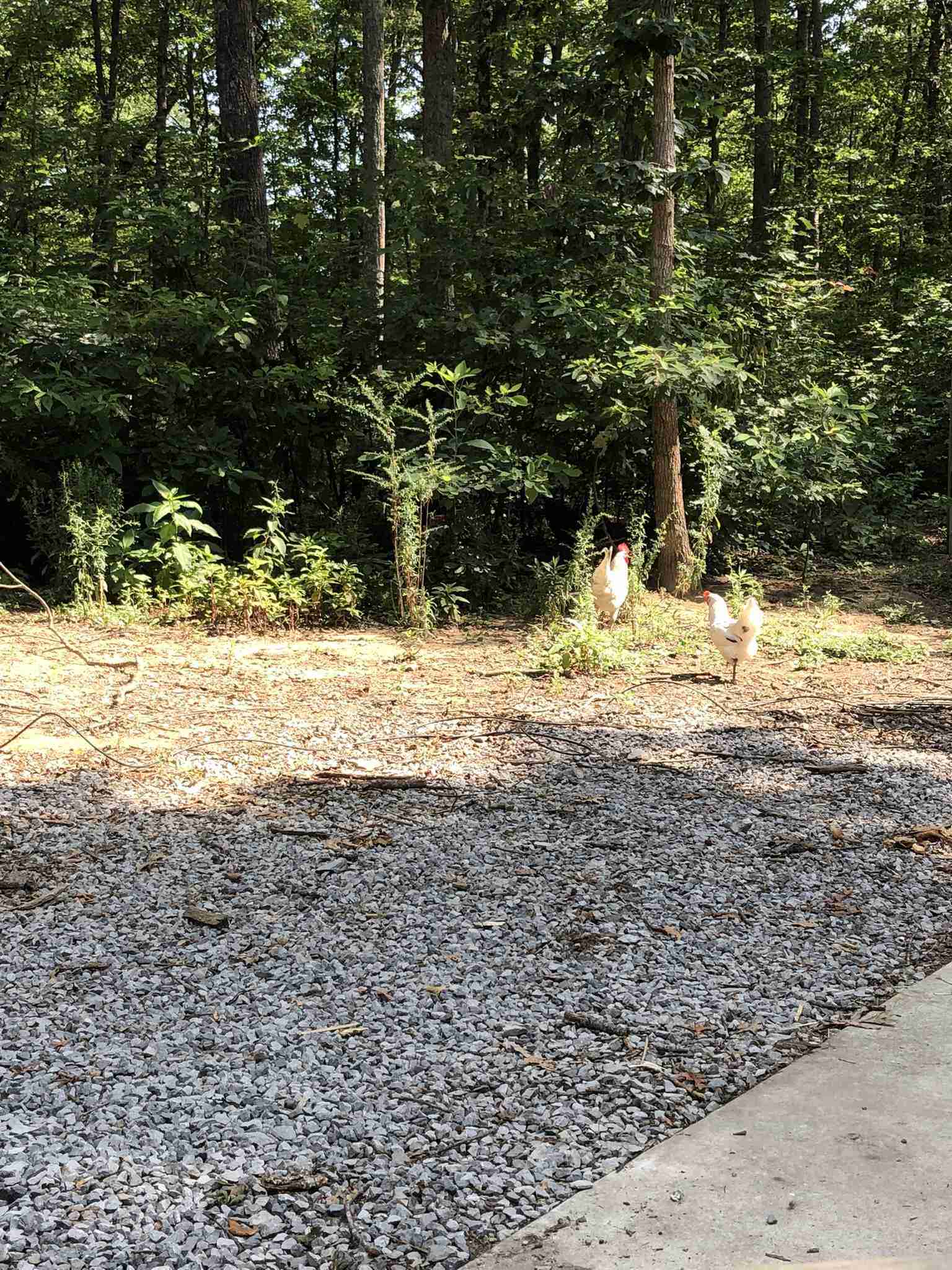 Can I Keep Chickens In Massachusetts? - BackyardChickenNews