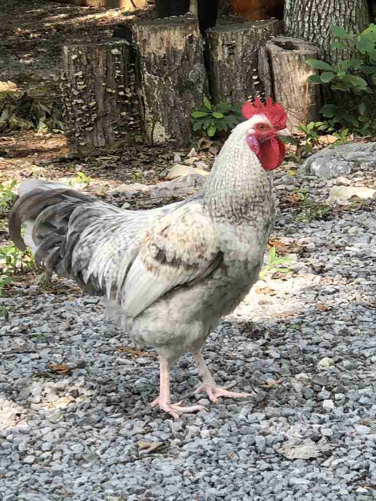 What Surprises Await At the Huron County Fair Poultry Show ...