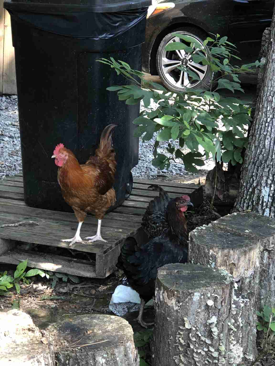 How Loud Are Backyard Chickens? - BackyardChickenNews