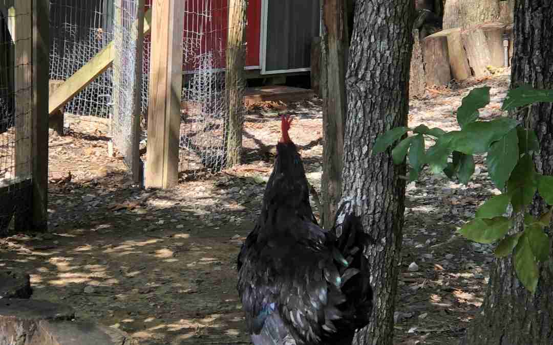 Can I Keep Chickens In Massachusetts? - BackyardChickenNews