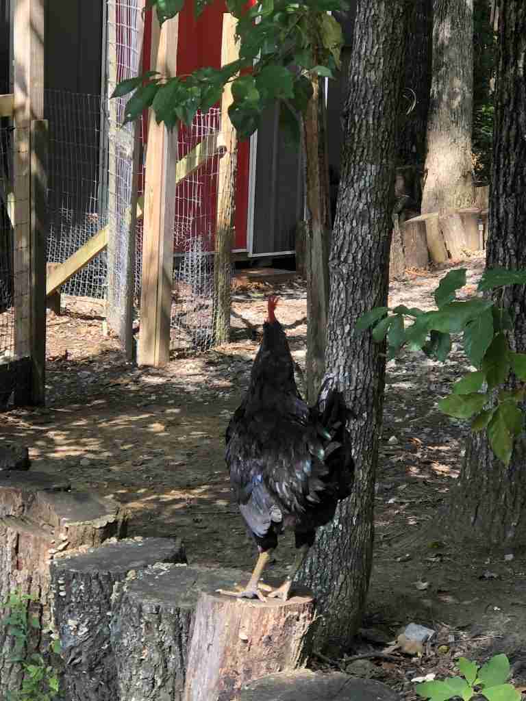 Can I Keep Chickens In Massachusetts? - BackyardChickenNews