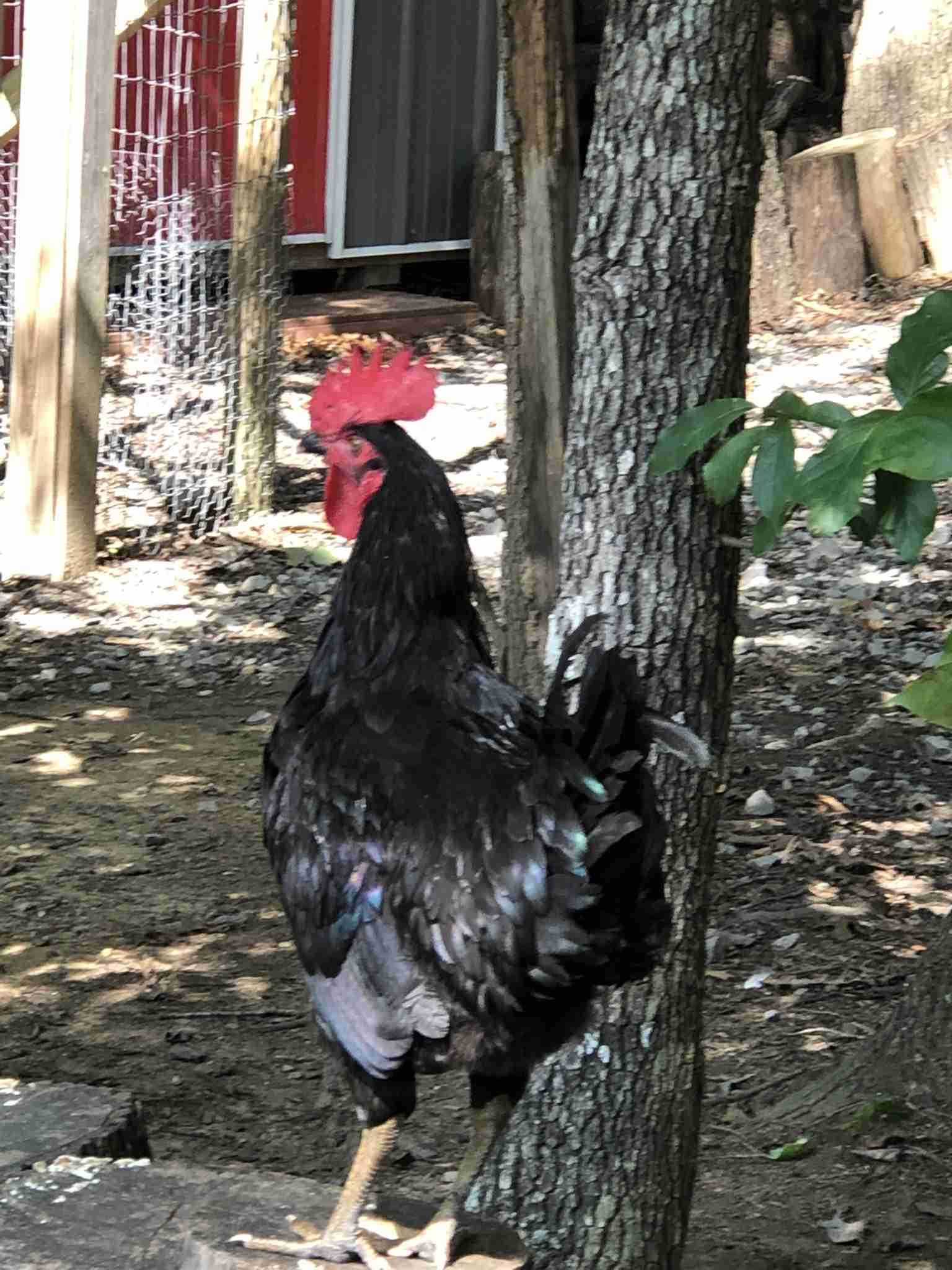 How to Protect Backyard Chickens From Predators? - BackyardChickenNews