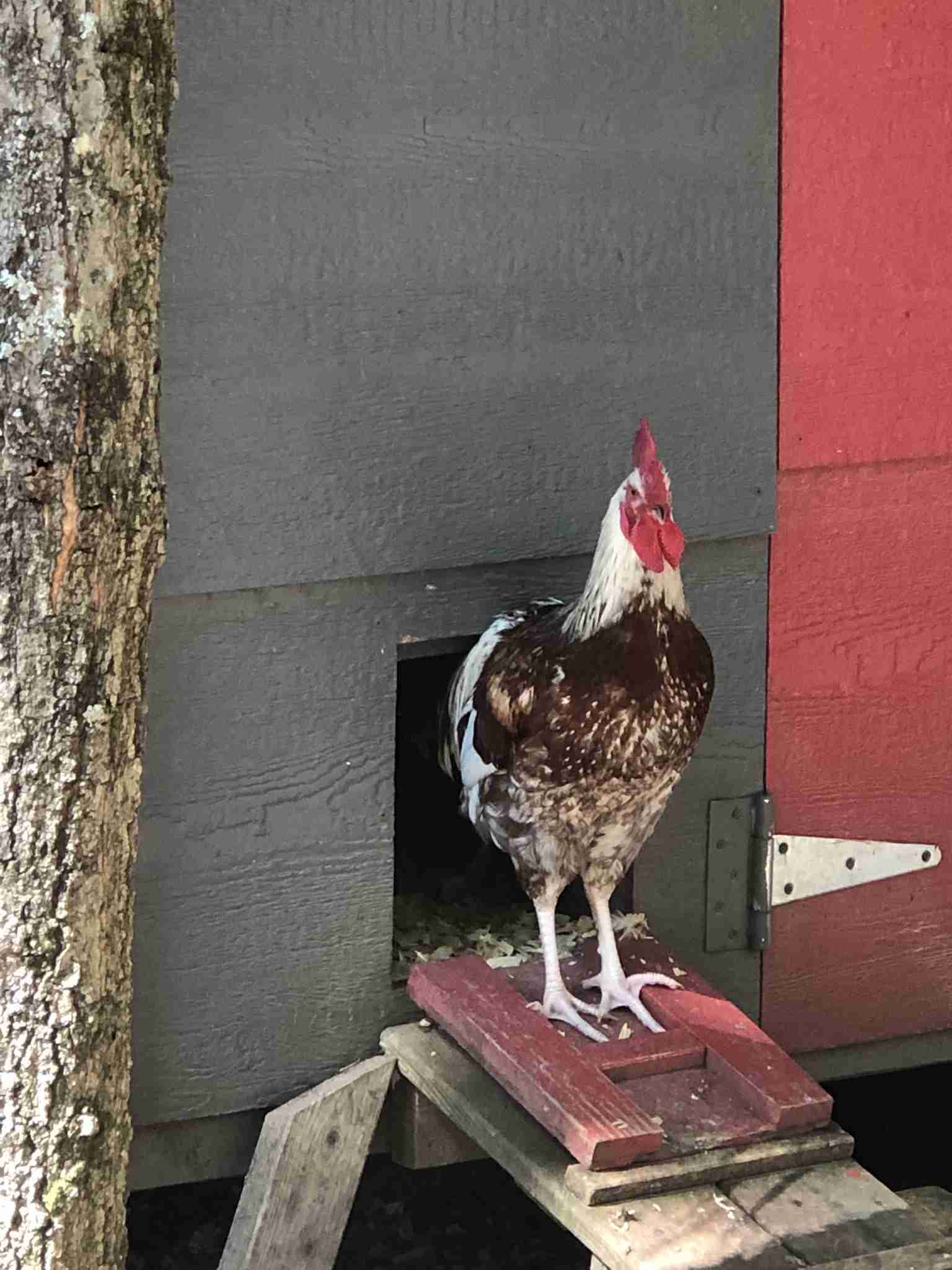 Is It Safe to Have Backyard Chickens? - BackyardChickenNews