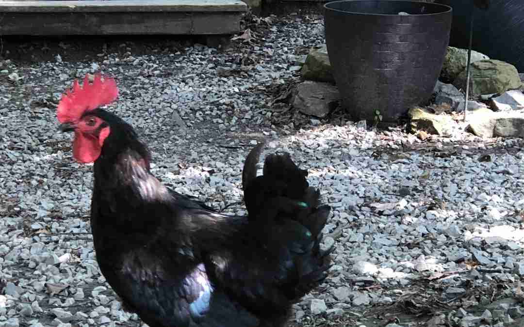 How Loud Are Backyard Chickens? - BackyardChickenNews