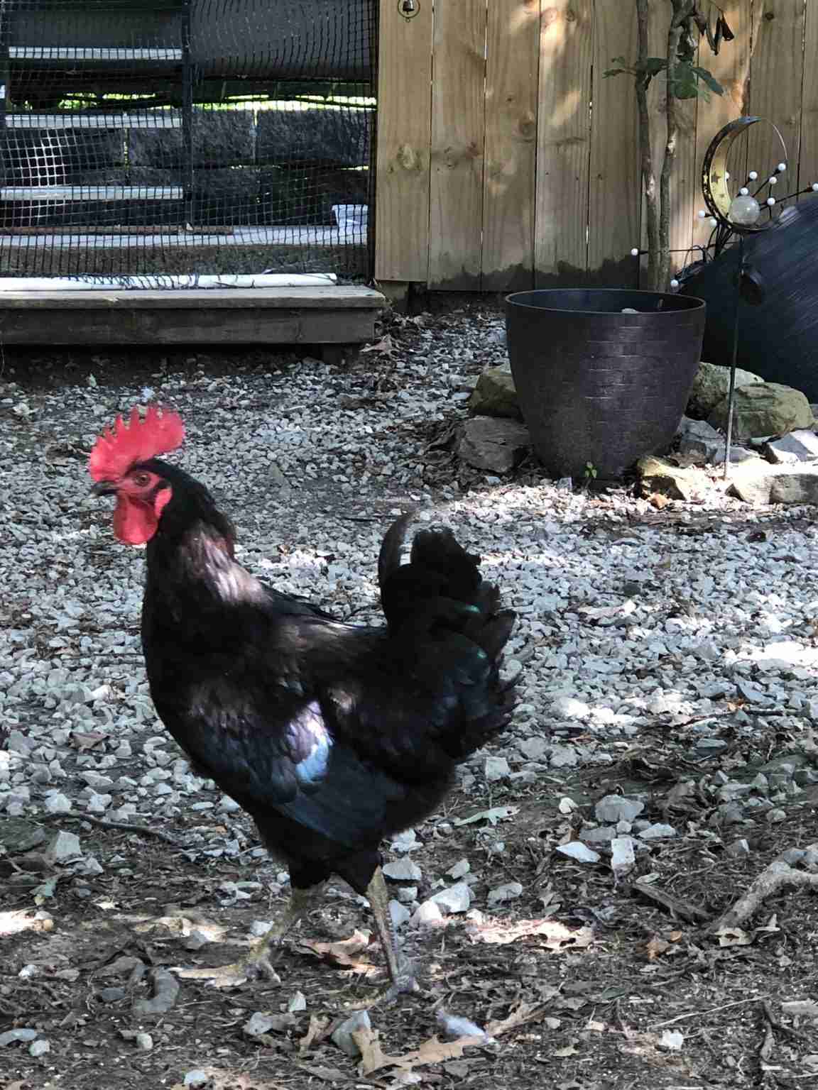 What Is a Crested Cream Legbar Chicken? - BackyardChickenNews