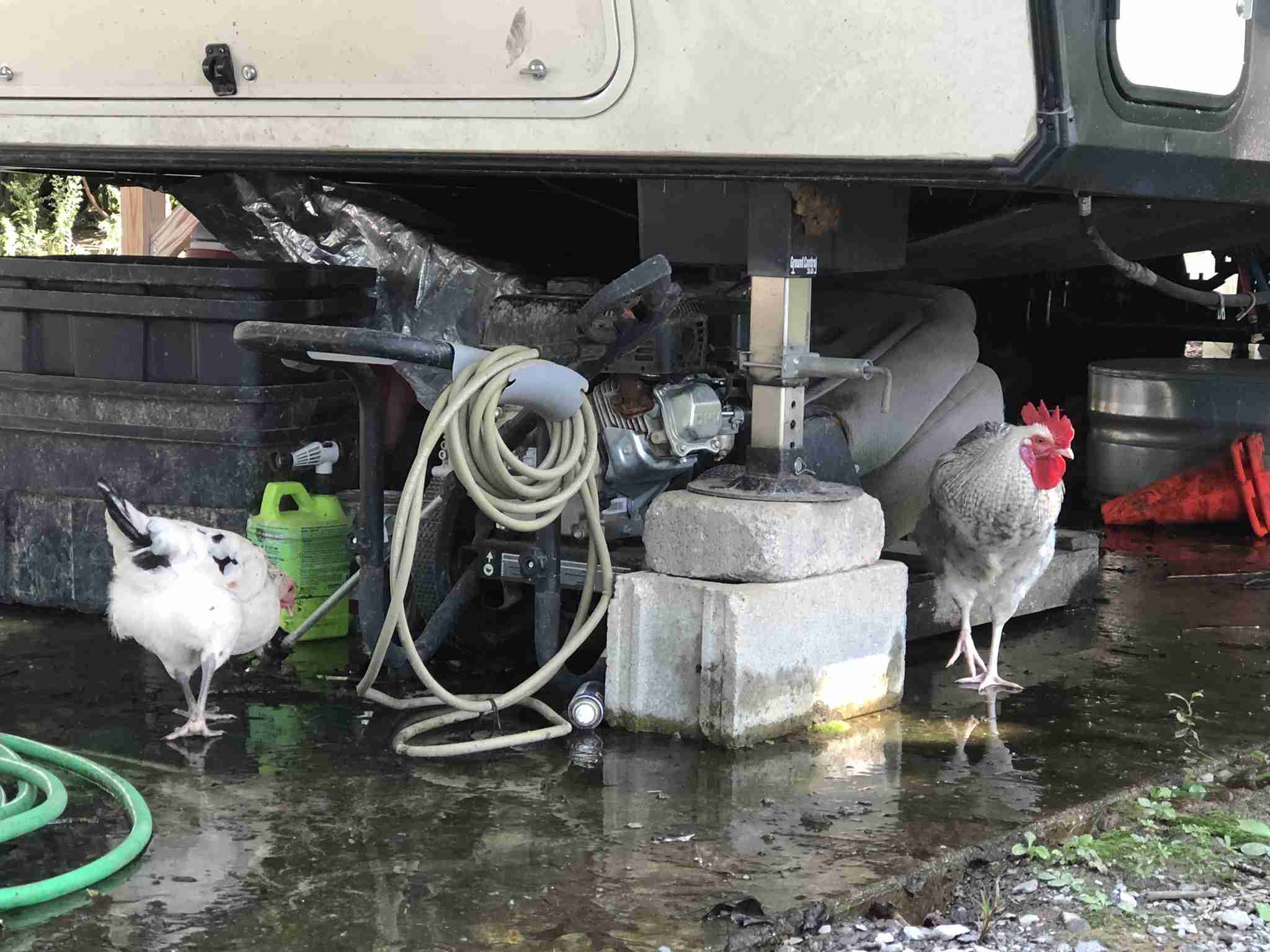 What Do You Need To Know About Local Laws On Backyard Chickens