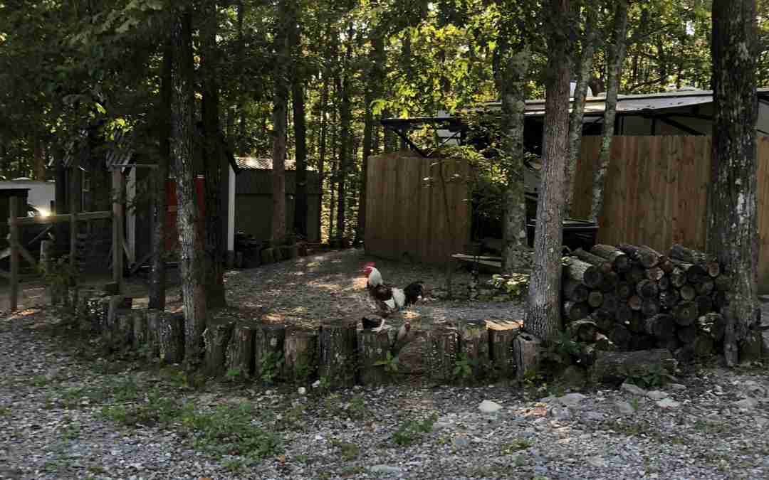 How To Keep Backyard Chickens Safe Backyardchickennews
