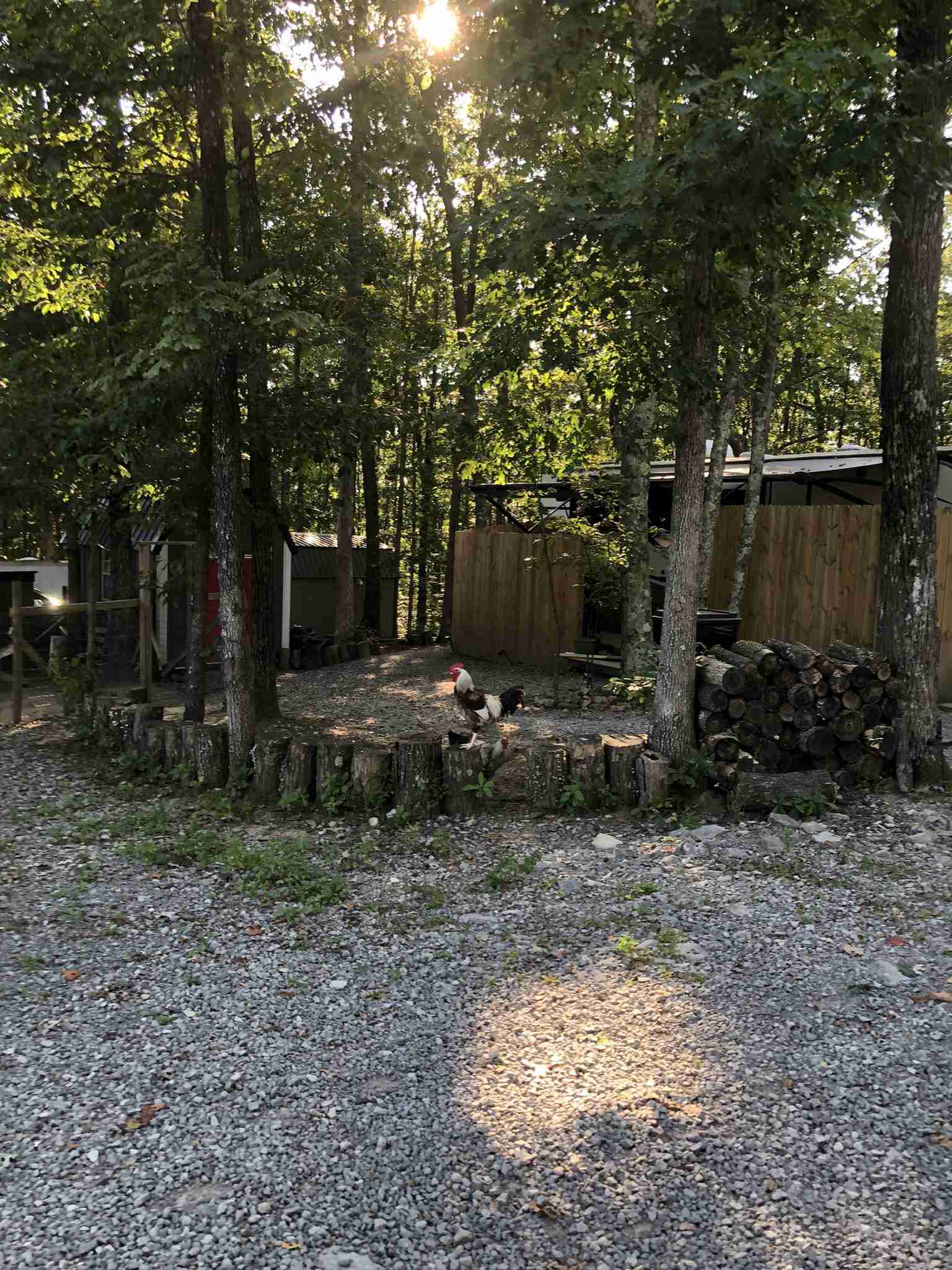 How Can You Keep Your Chickens Warm In Winter? - BackyardChickenNews