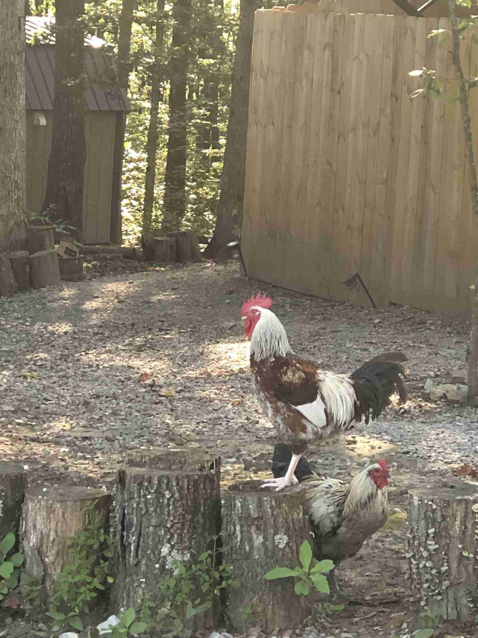 Are You Accidentally Harming Your Backyard Chickens? - BackyardChickenNews