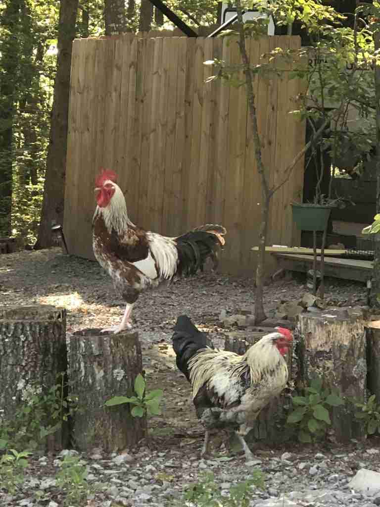 What Is Jaerhon Chicken? - BackyardChickenNews