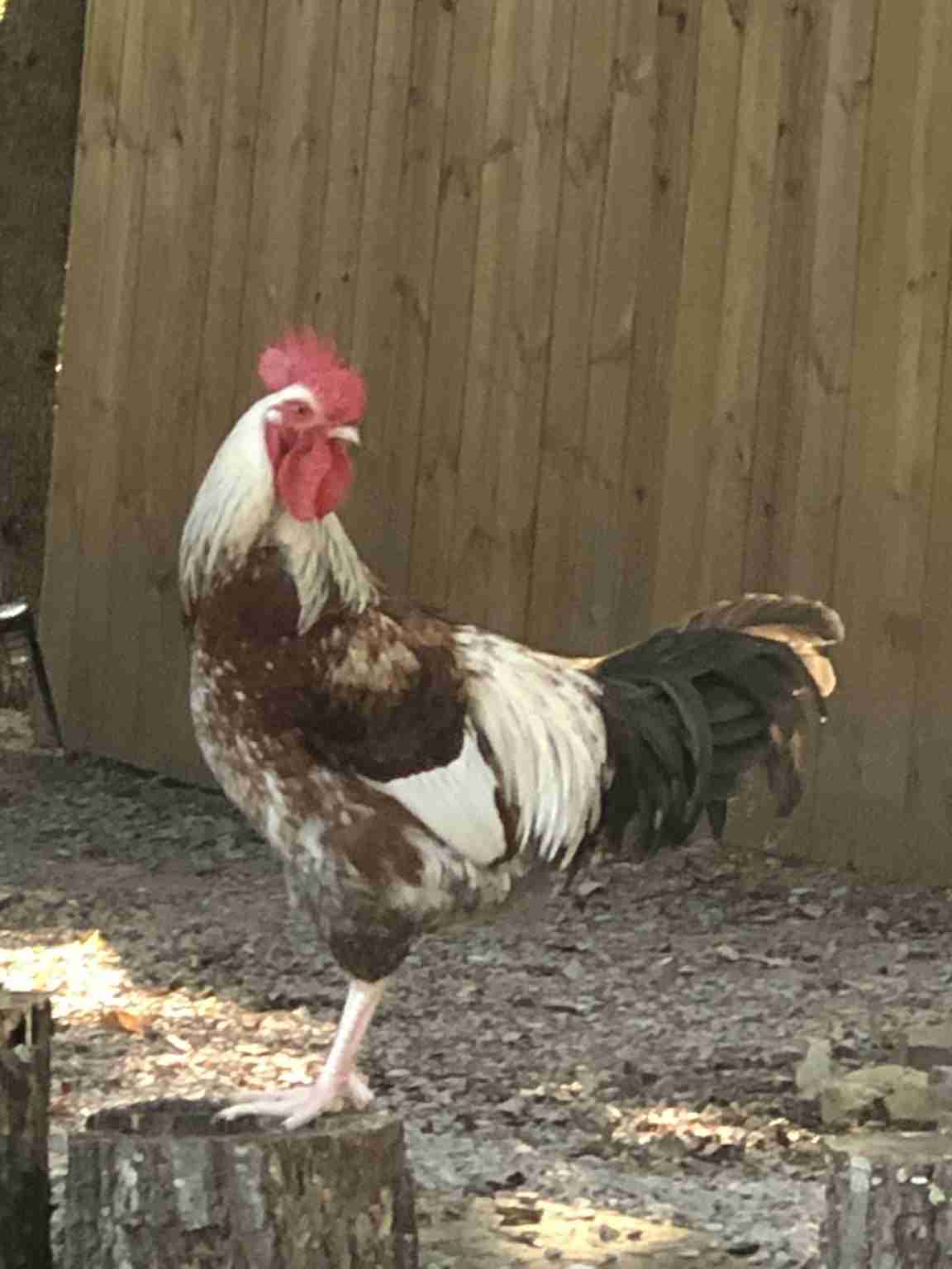 How Loud Are Backyard Chickens? - BackyardChickenNews