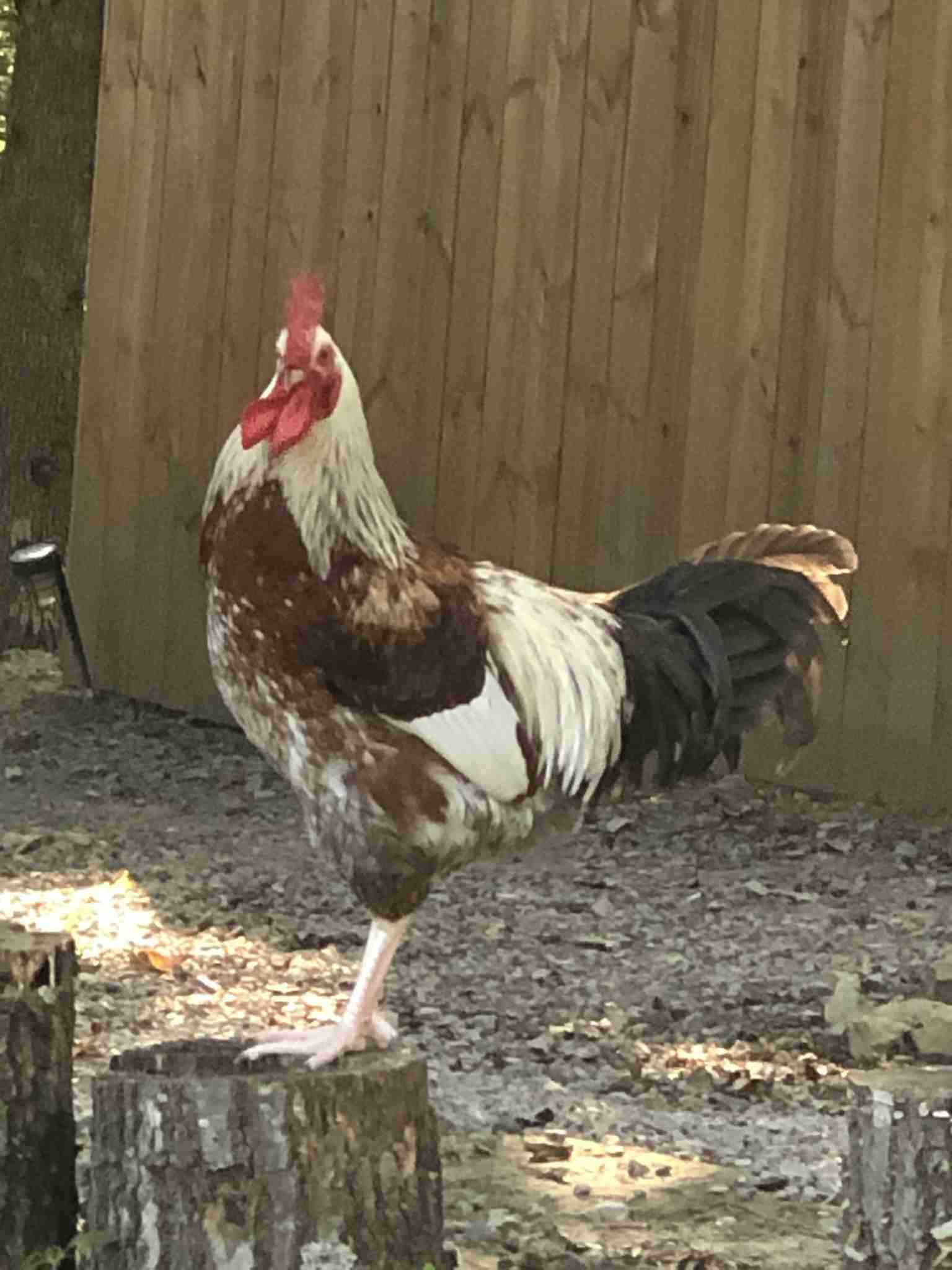 Is the Nankin Chicken a Unique Breed? - BackyardChickenNews