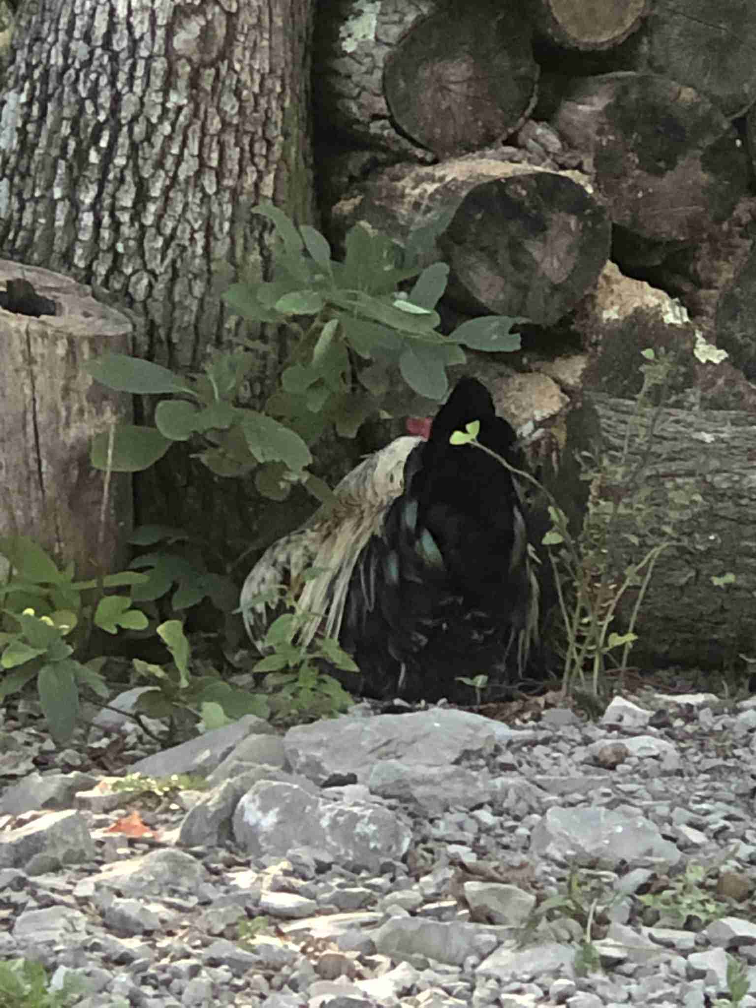 Can You Keep Chickens & Aviary Birds Together? - BackyardChickenNews