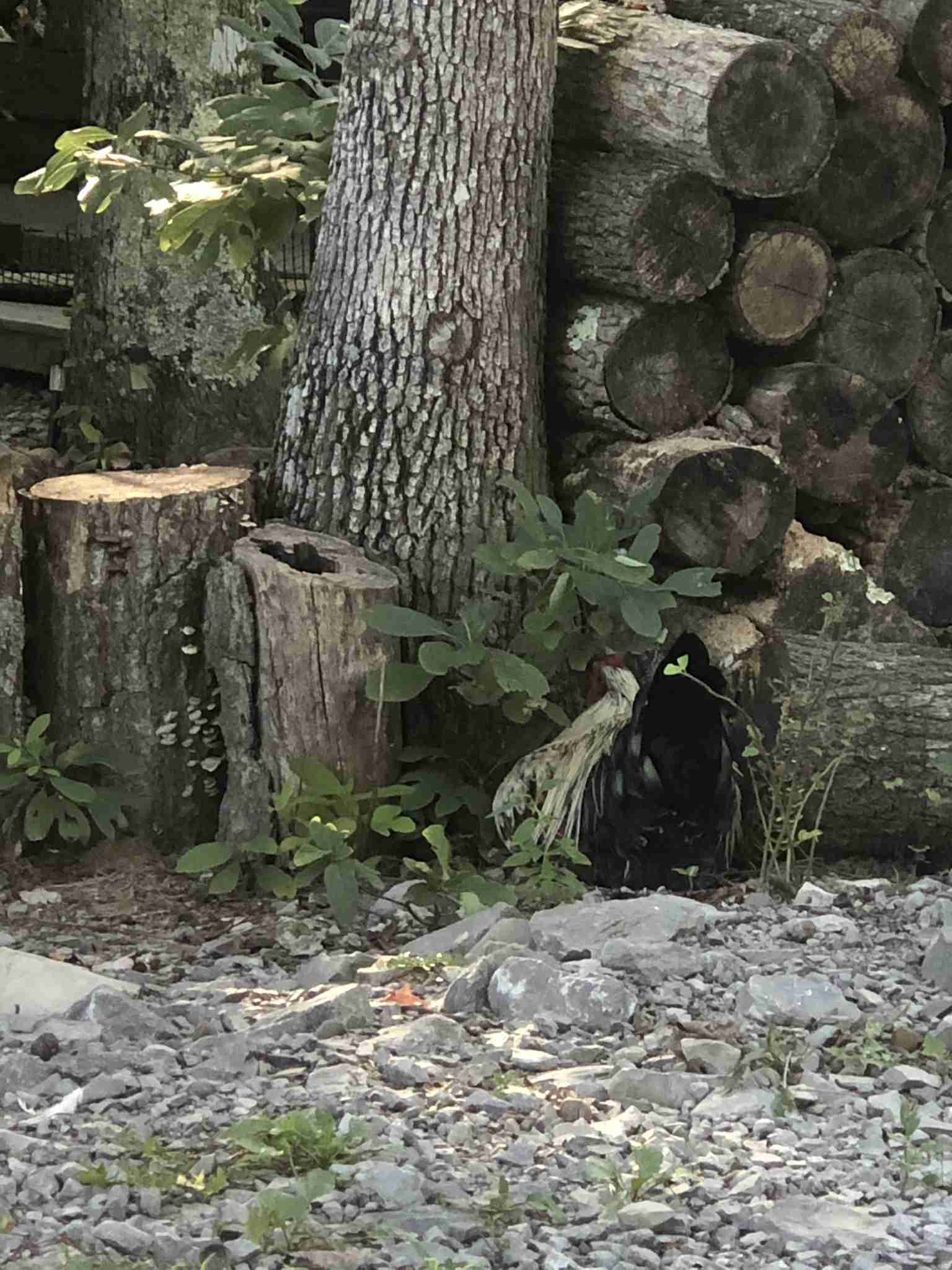 How Does Raising Chickens Compare to Raising Ducks? - BackyardChickenNews