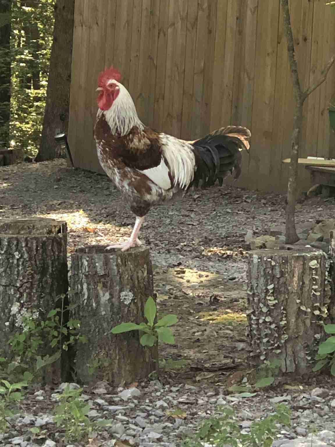How Loud Are Backyard Chickens? - BackyardChickenNews