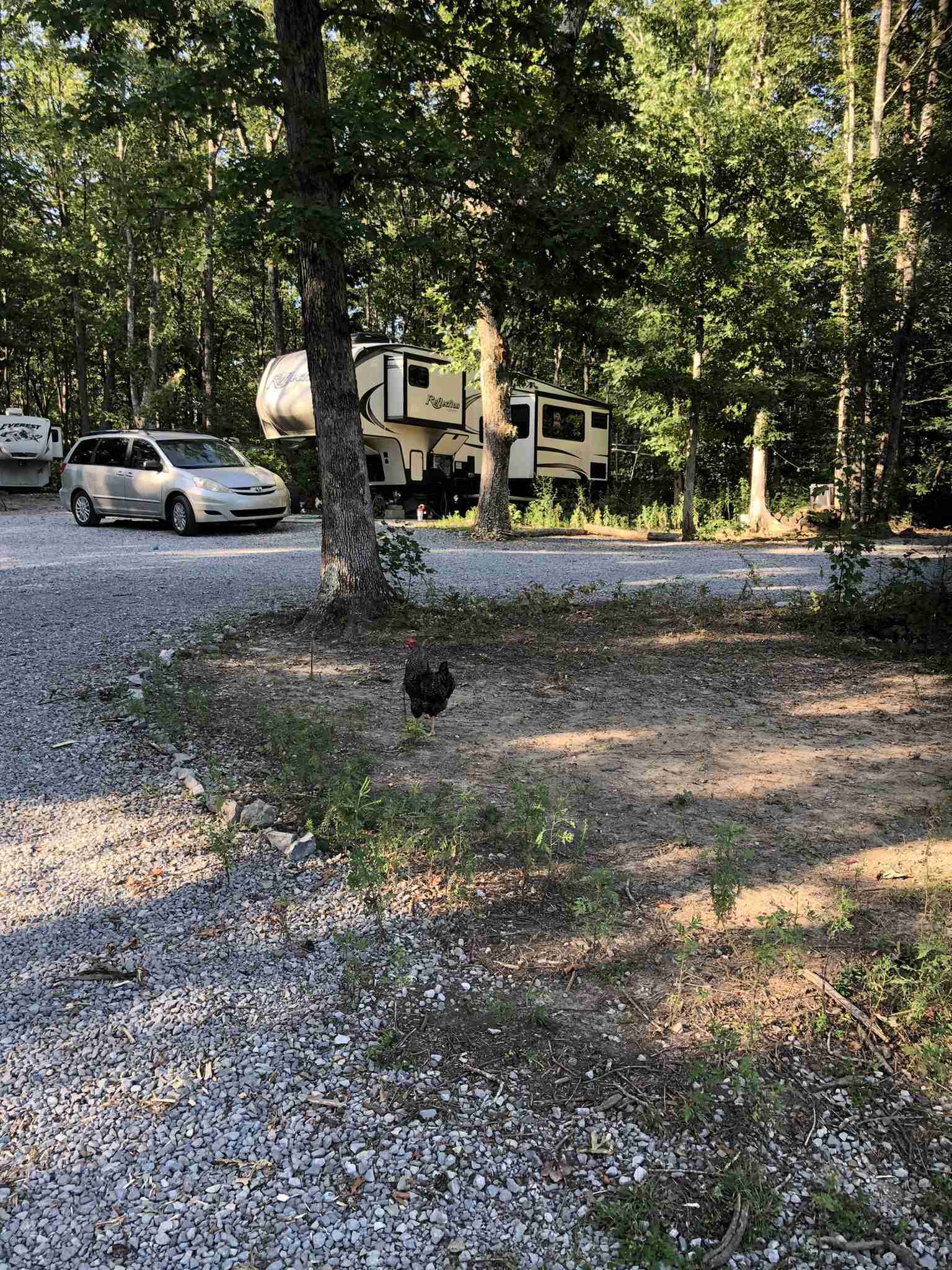 Can I Keep Chickens In Massachusetts? - BackyardChickenNews