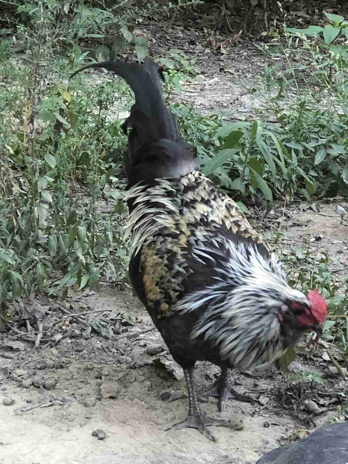How Loud Are Backyard Chickens? - BackyardChickenNews