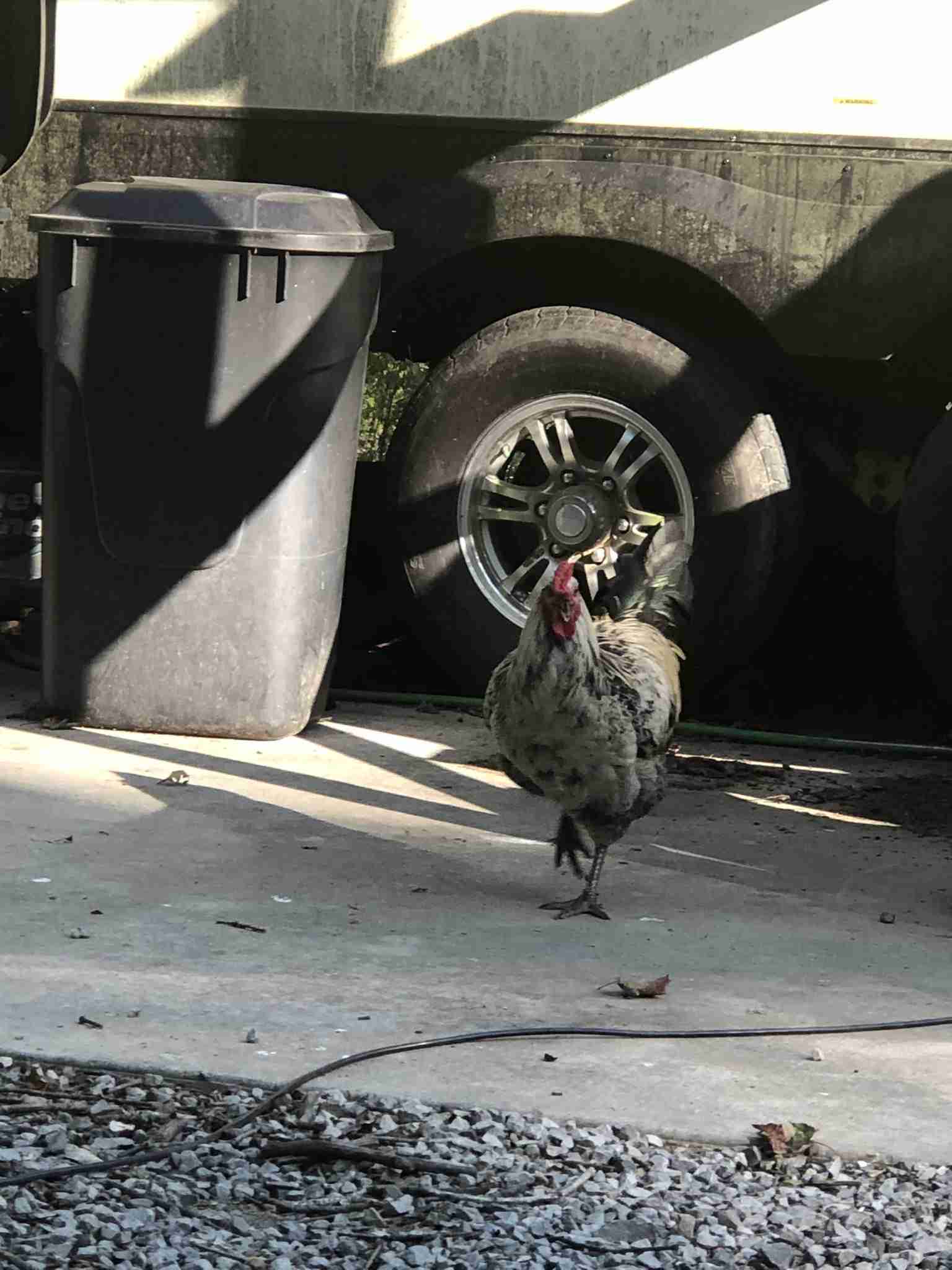 Can Raising Chickens for Food Feed Your Family? - BackyardChickenNews