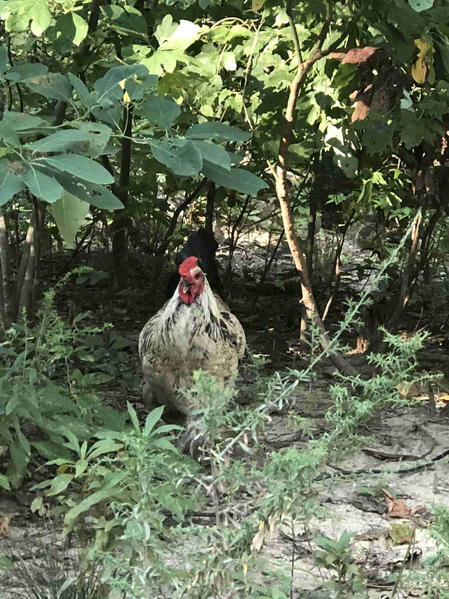 Are Free Range Chickens Worth the Investment In Your Backyard ...