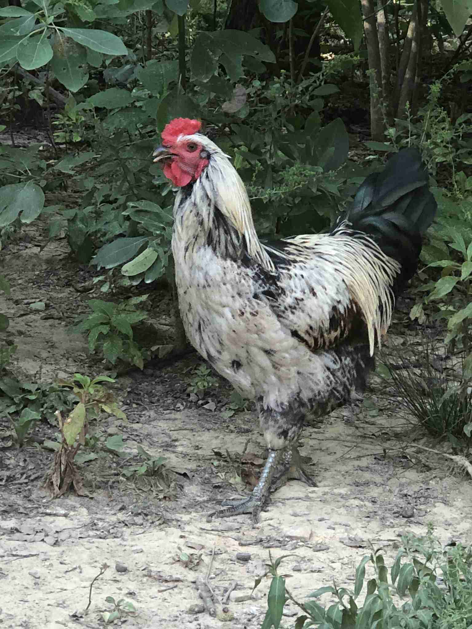 What Are the Most Popular Backyard Chicken Breeds? - BackyardChickenNews