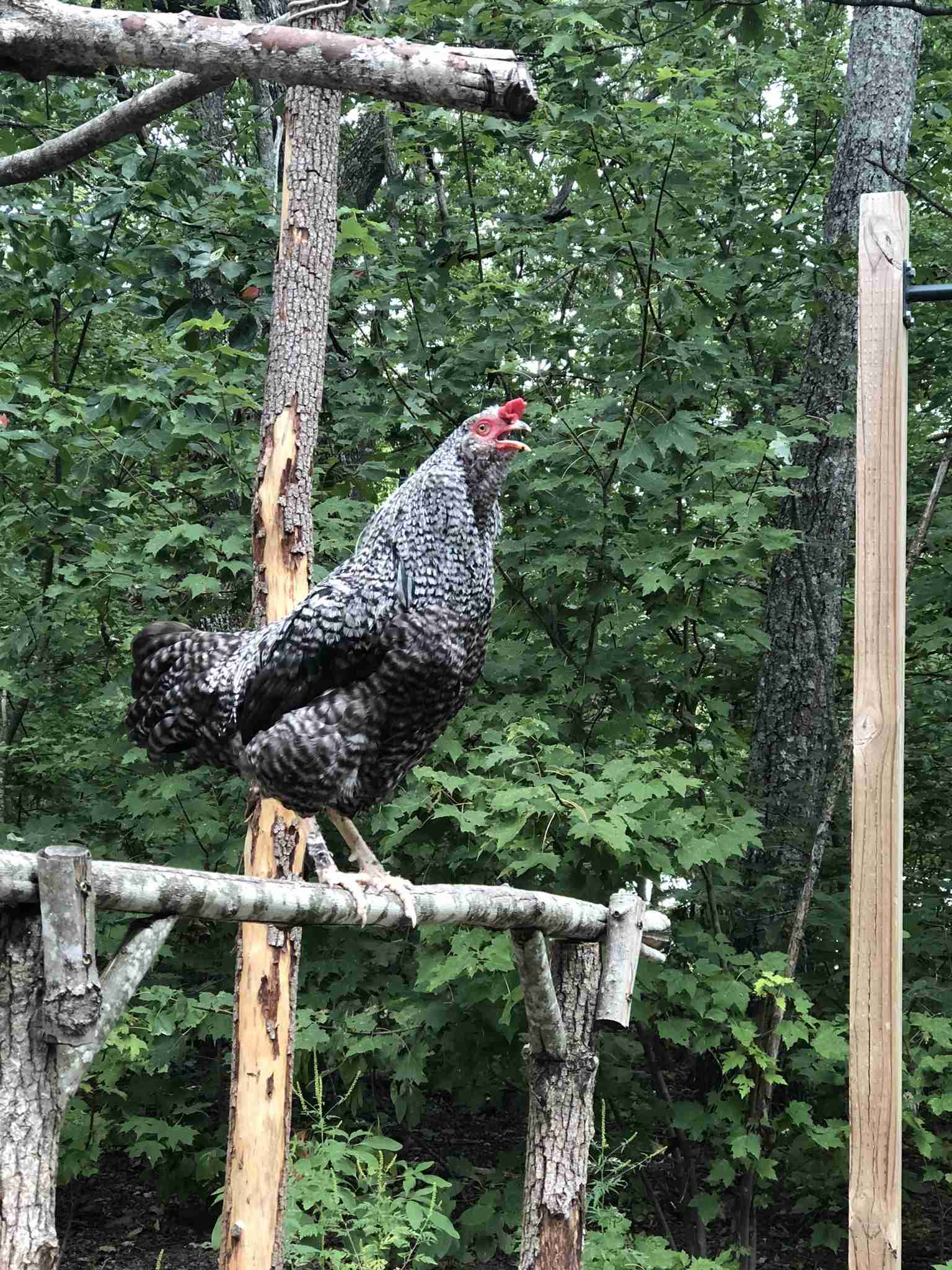 Are You Ready to Be Amazed At the Montgomery County Poultry Show ...