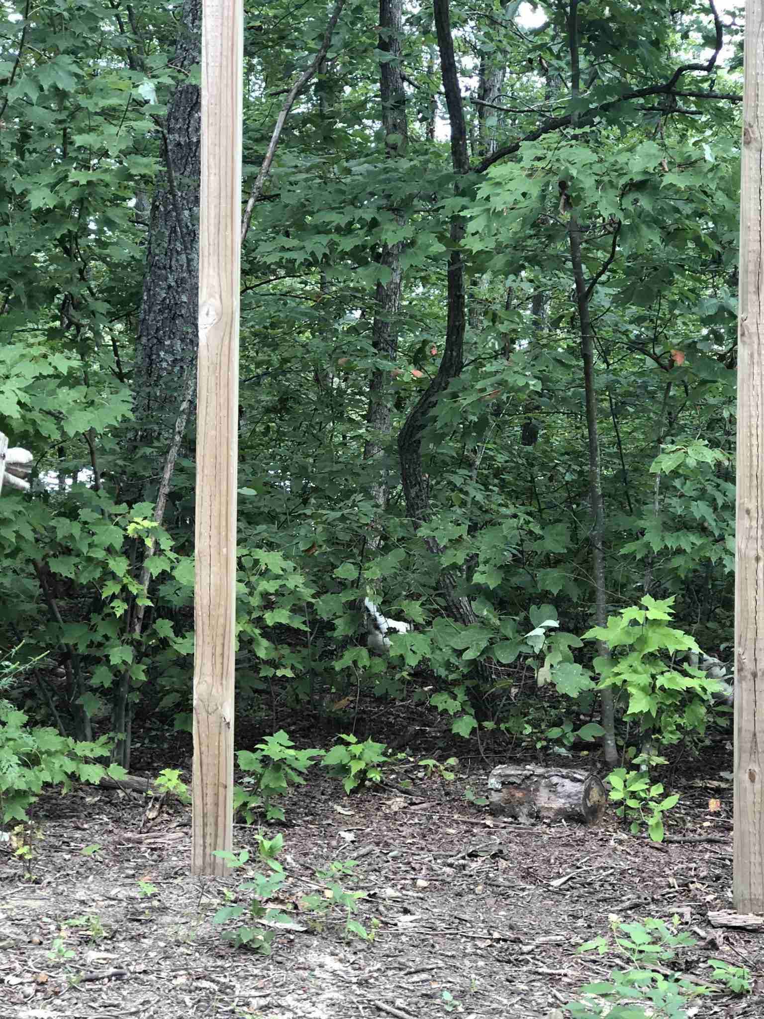 Is Keeping Backyard Chickens Safe Backyardchickennews