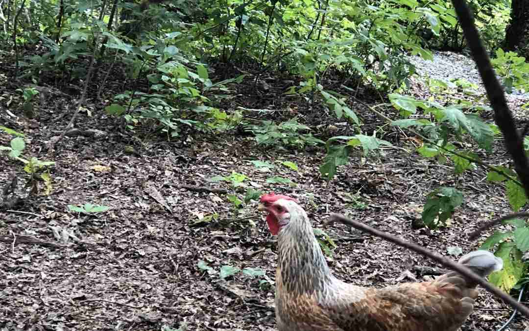 How to Raise Healthy Backyard Chickens? - BackyardChickenNews