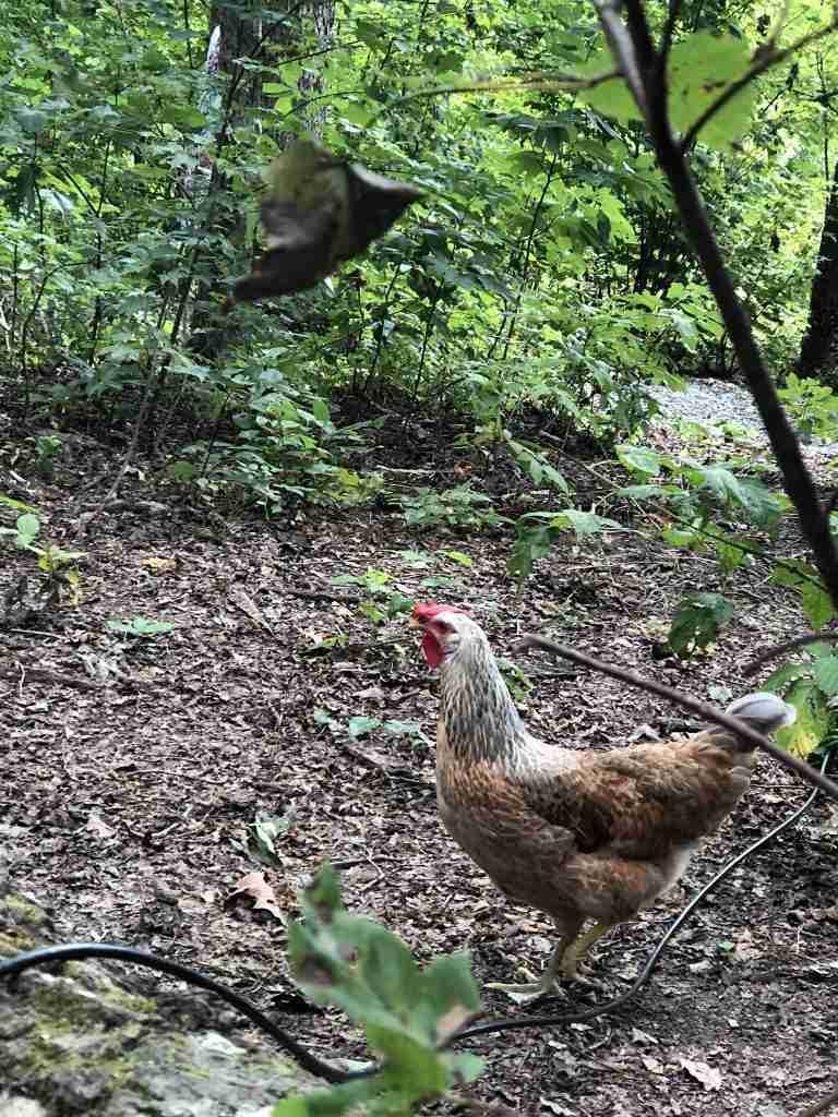 How to Raise Healthy Backyard Chickens? - BackyardChickenNews