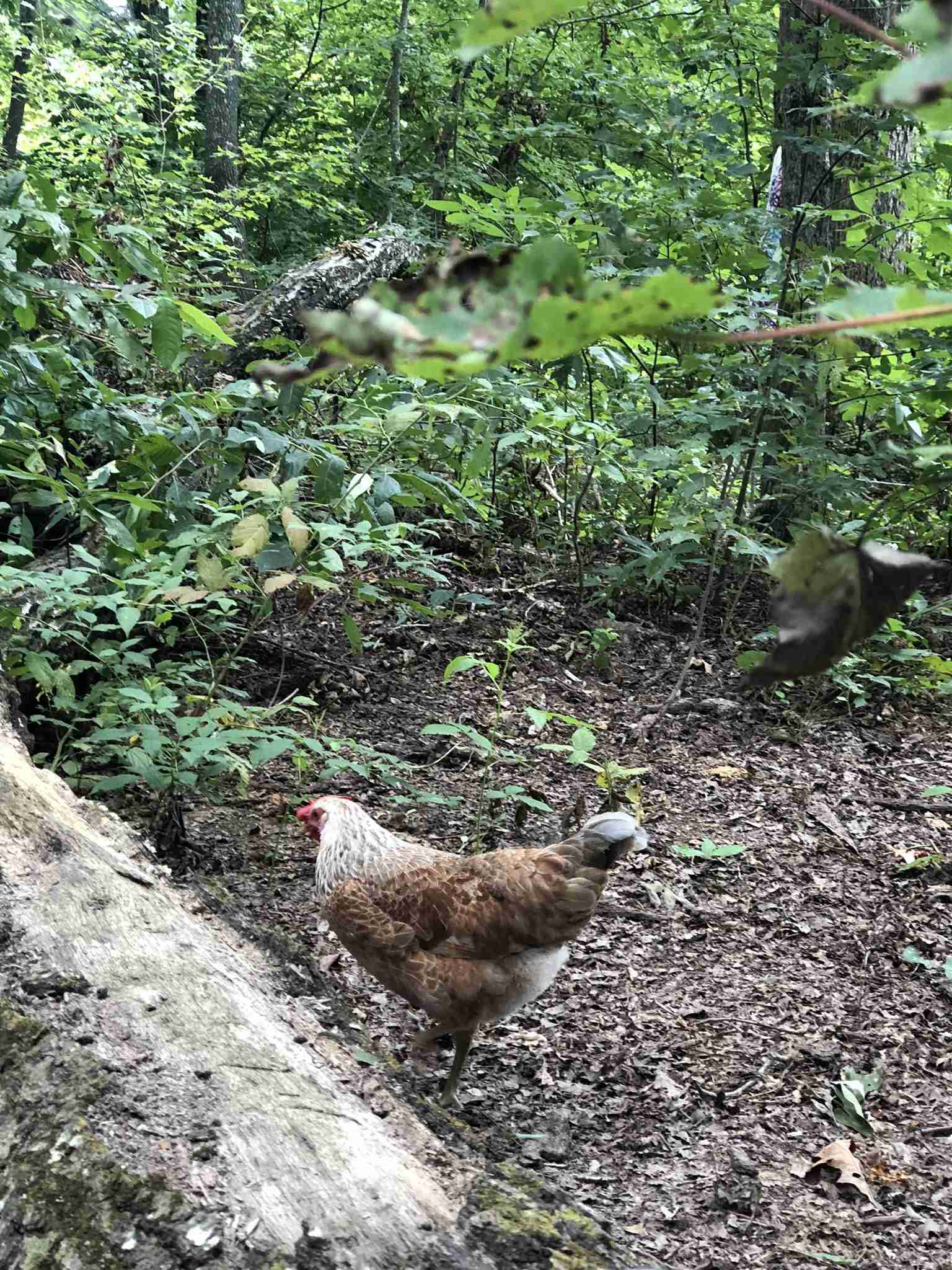 Do Cornish Cross Chickens Make Good Pets? - BackyardChickenNews