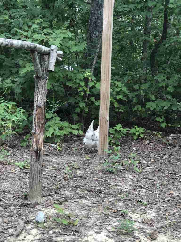 Can James Bama Make the Alabama Bama All Bantam Show a Success ...