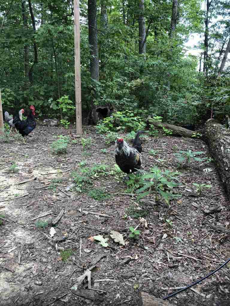 Ready to Raise Backyard Chickens? - BackyardChickenNews