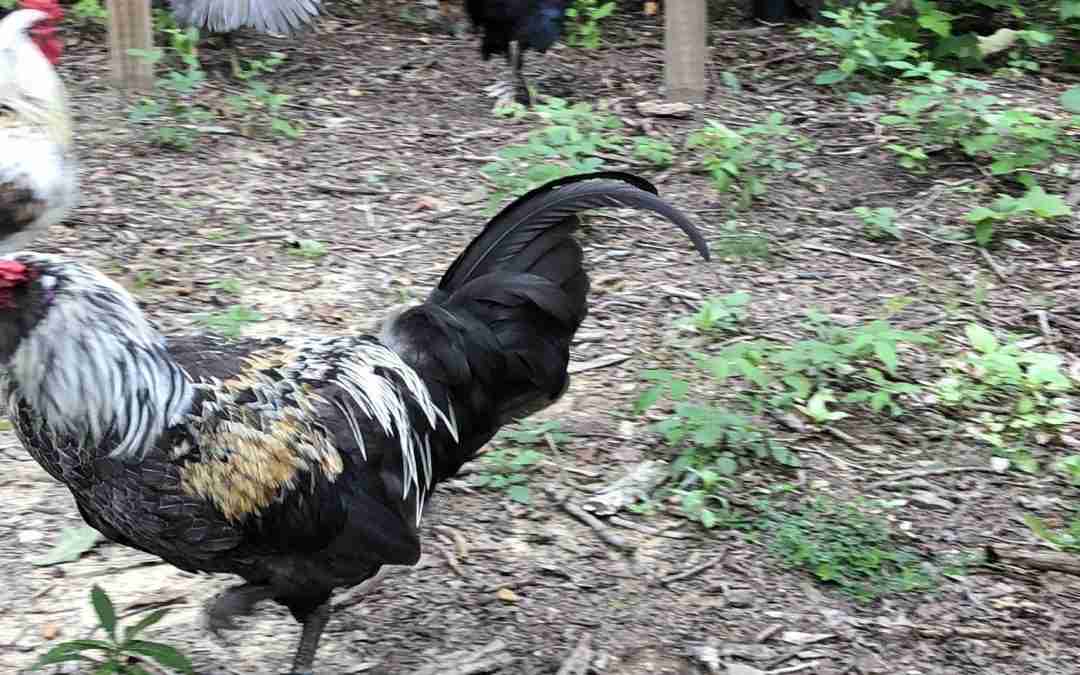 Can You Keep Chickens In Your Yard Backyardchickennews